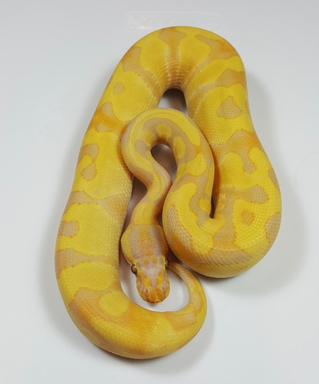Enchi Candy Het Pied Ball Python by MB Exotics