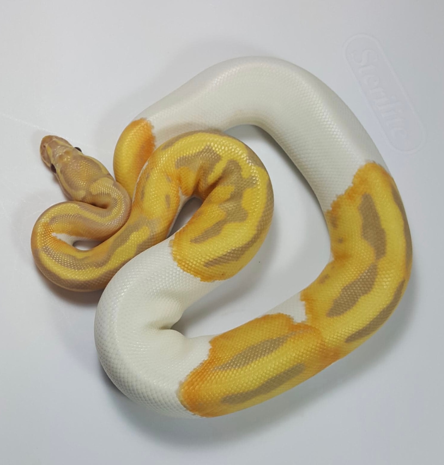 Candy Pied Ball Python by MB Exotics - MorphMarket