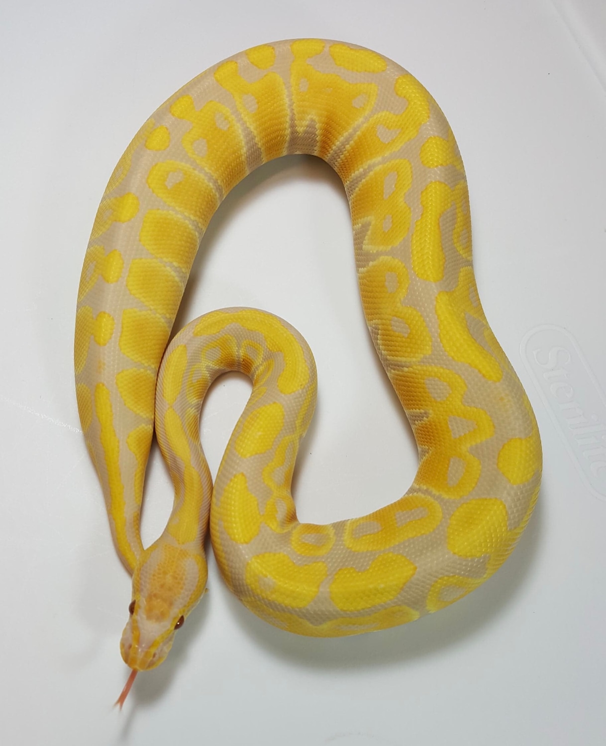Candino Ball Python by MB Exotics - MorphMarket