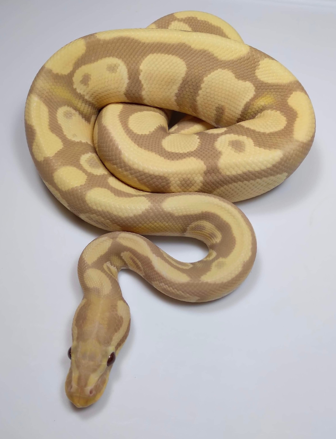 Candy Het Pied Ball Python by MB Exotics - MorphMarket