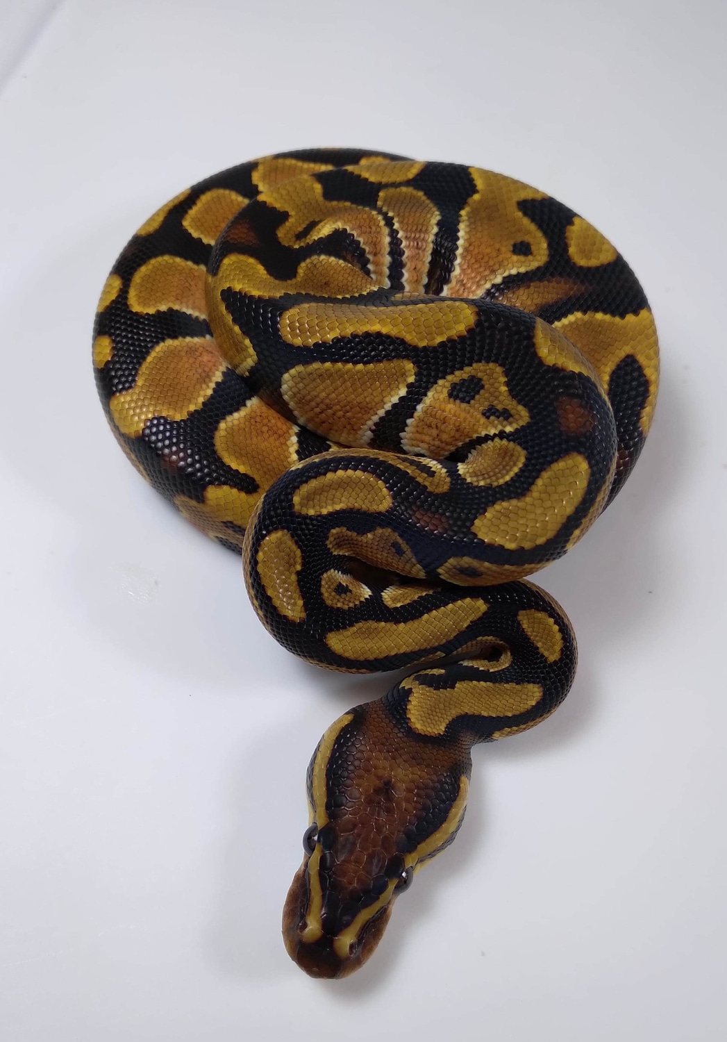 Orange Dream Het Ghost Ball Python by MB Exotics - MorphMarket