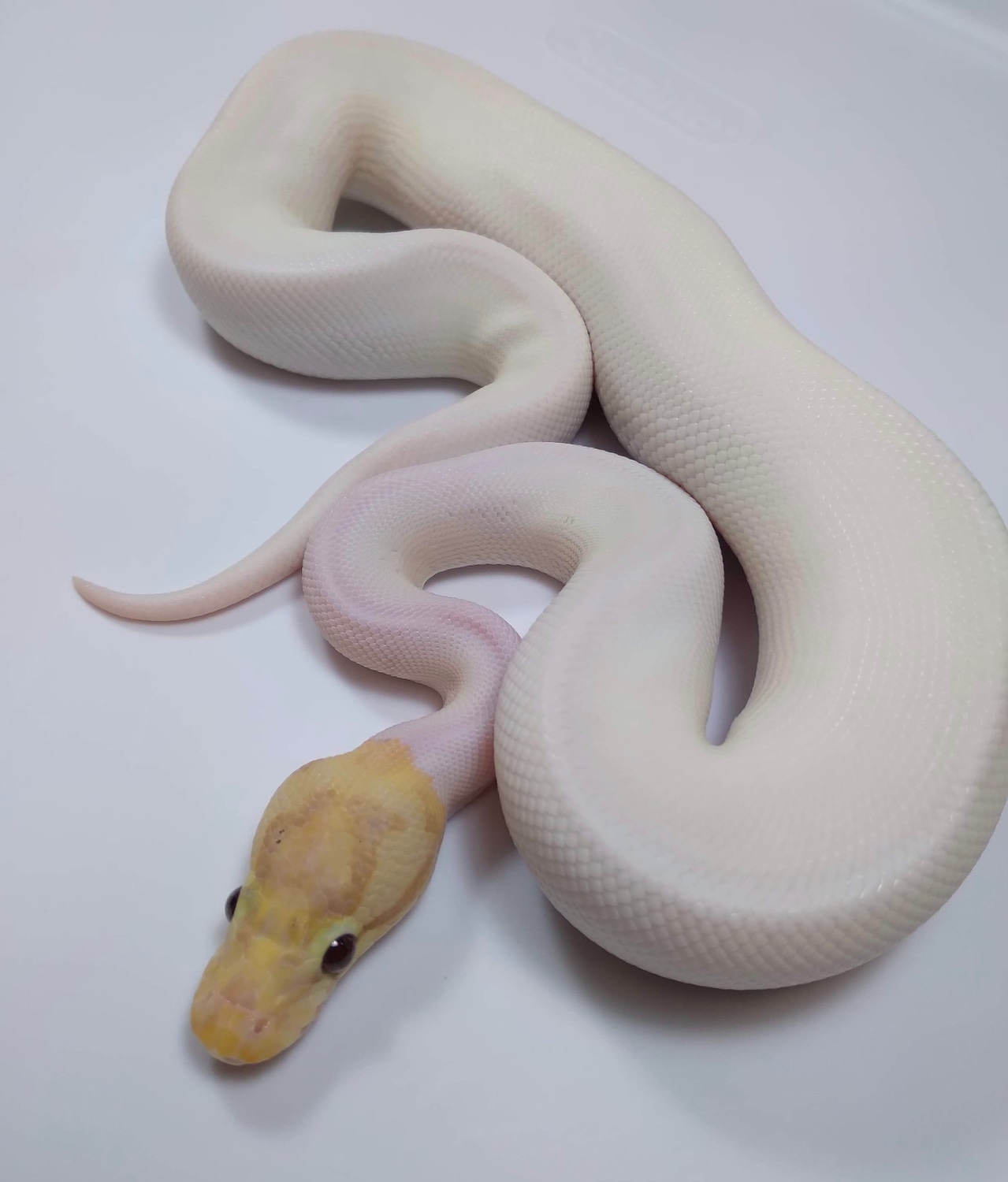 Banana Spied Ball Python by MB Exotics - MorphMarket