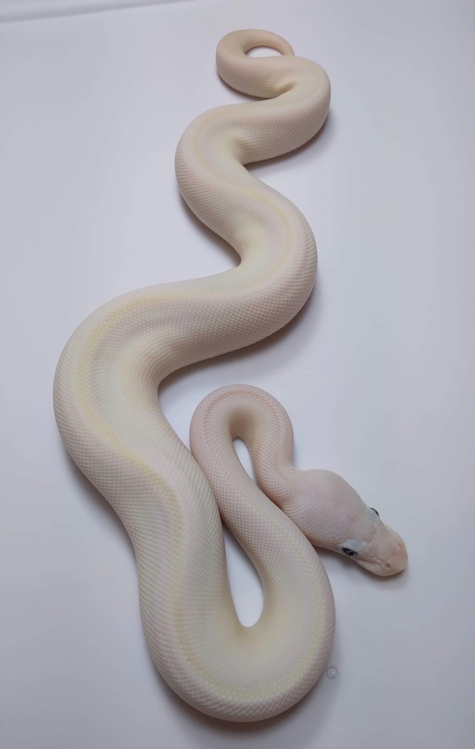 Mojave Lesser (Bel) Possible HGW Ball Python by MB Exotics - MorphMarket