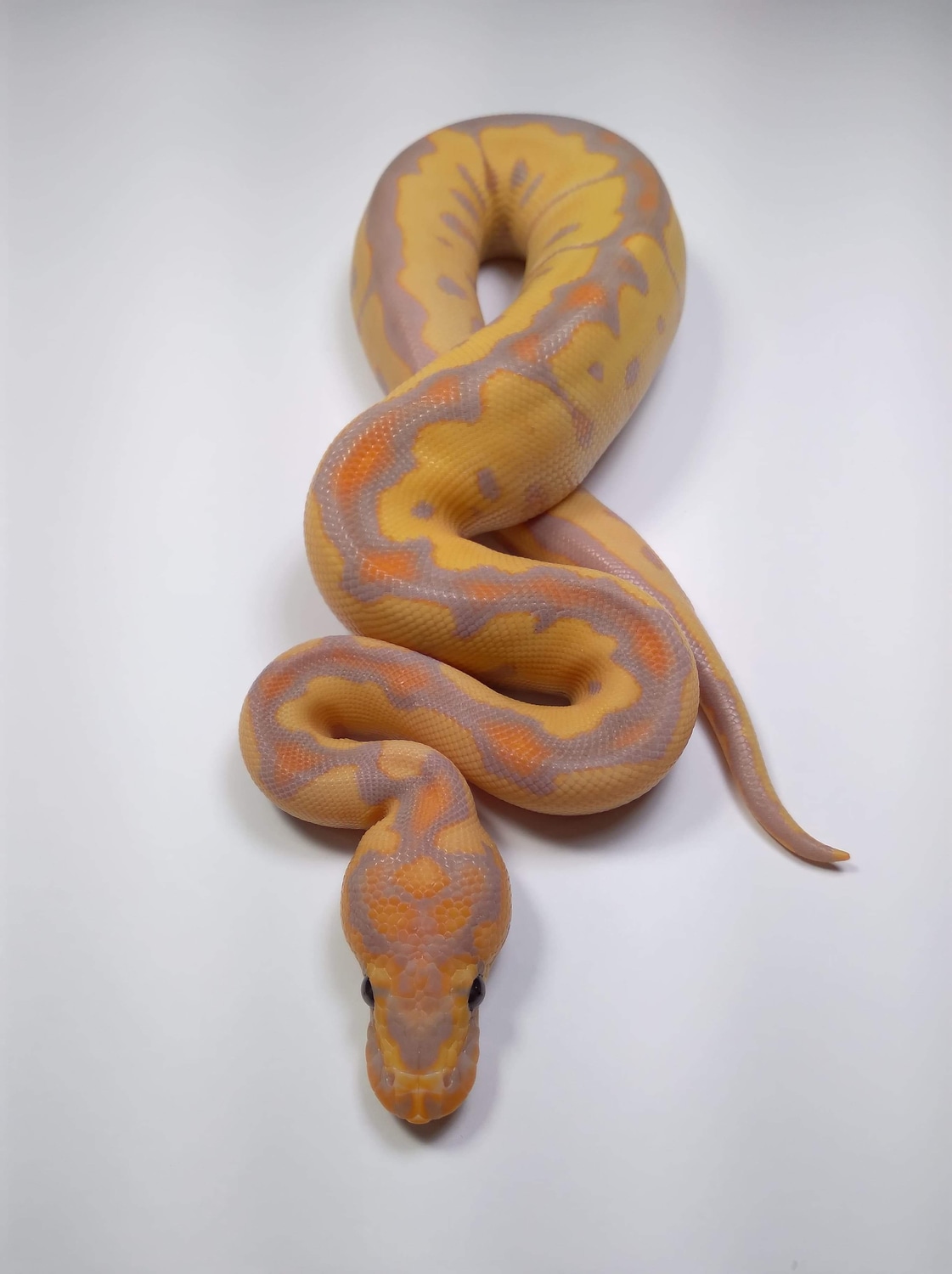 Banana Clown Ball Python by MB Exotics - MorphMarket