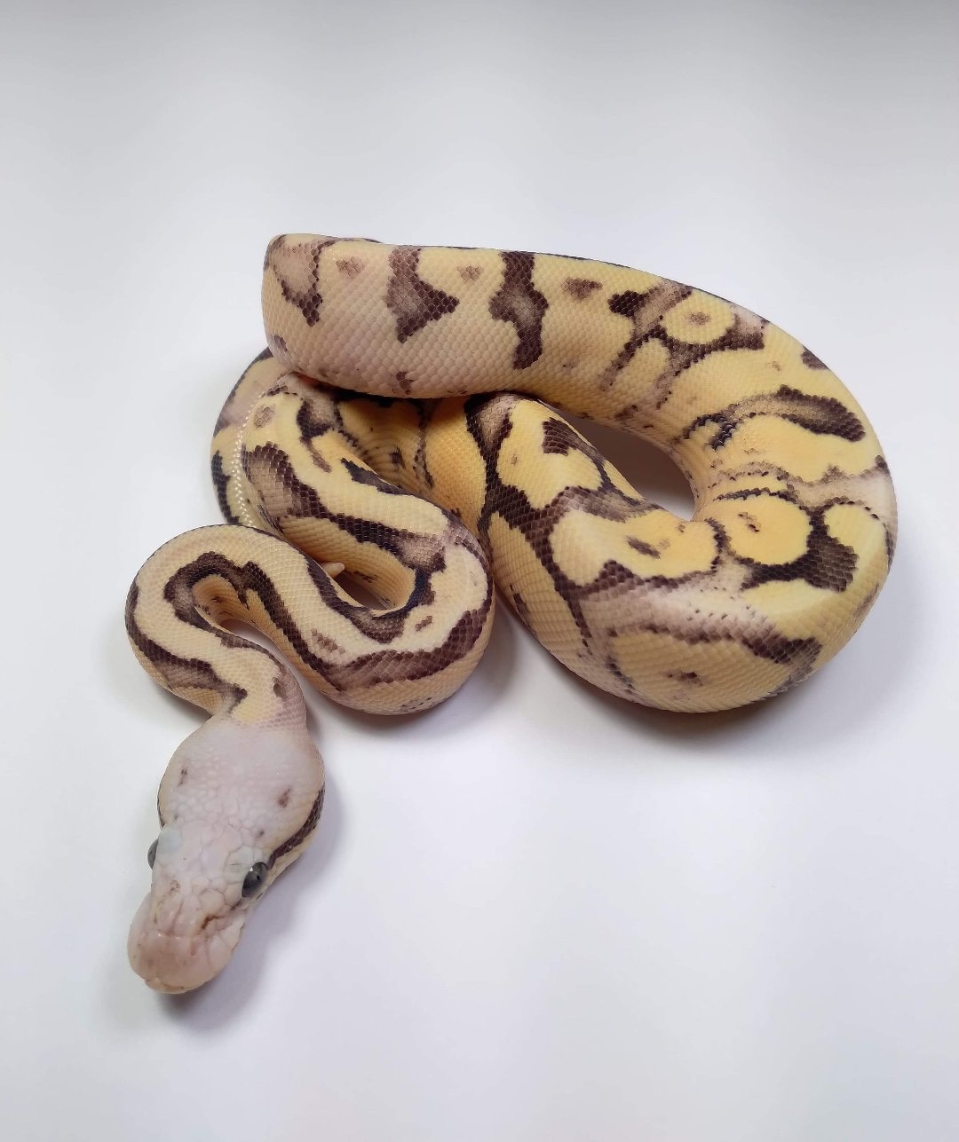 Vanilla Scream Ball Python by MB Exotics - MorphMarket