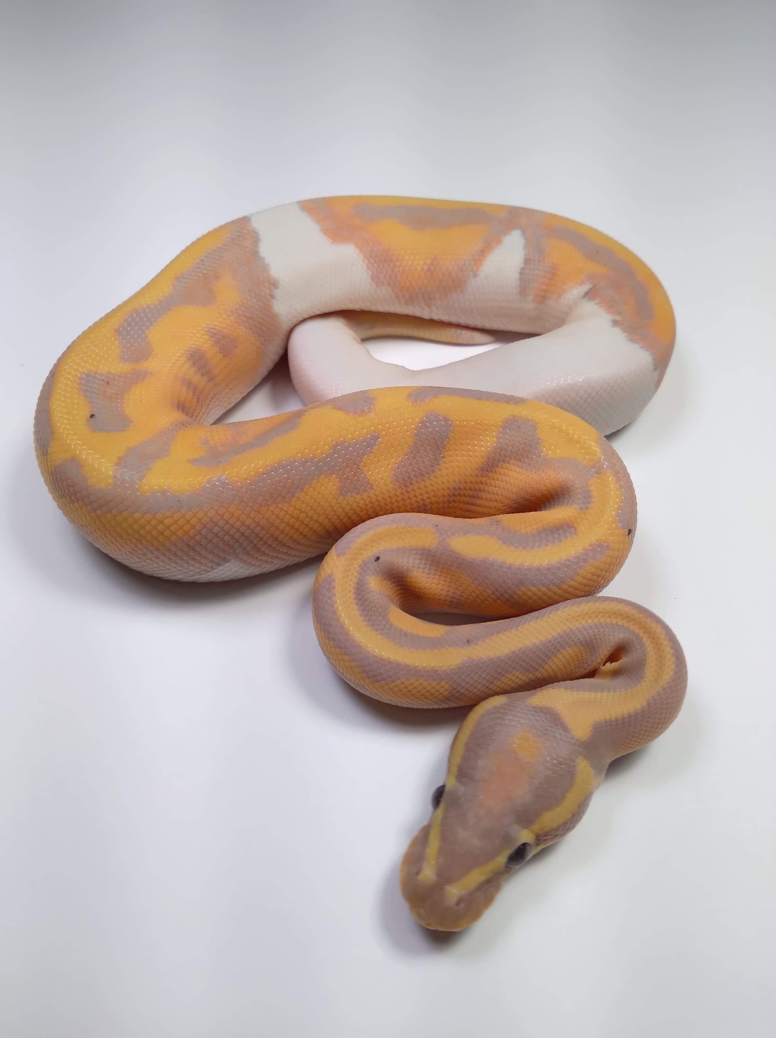Banana Pied Ball Python by MB Exotics - MorphMarket