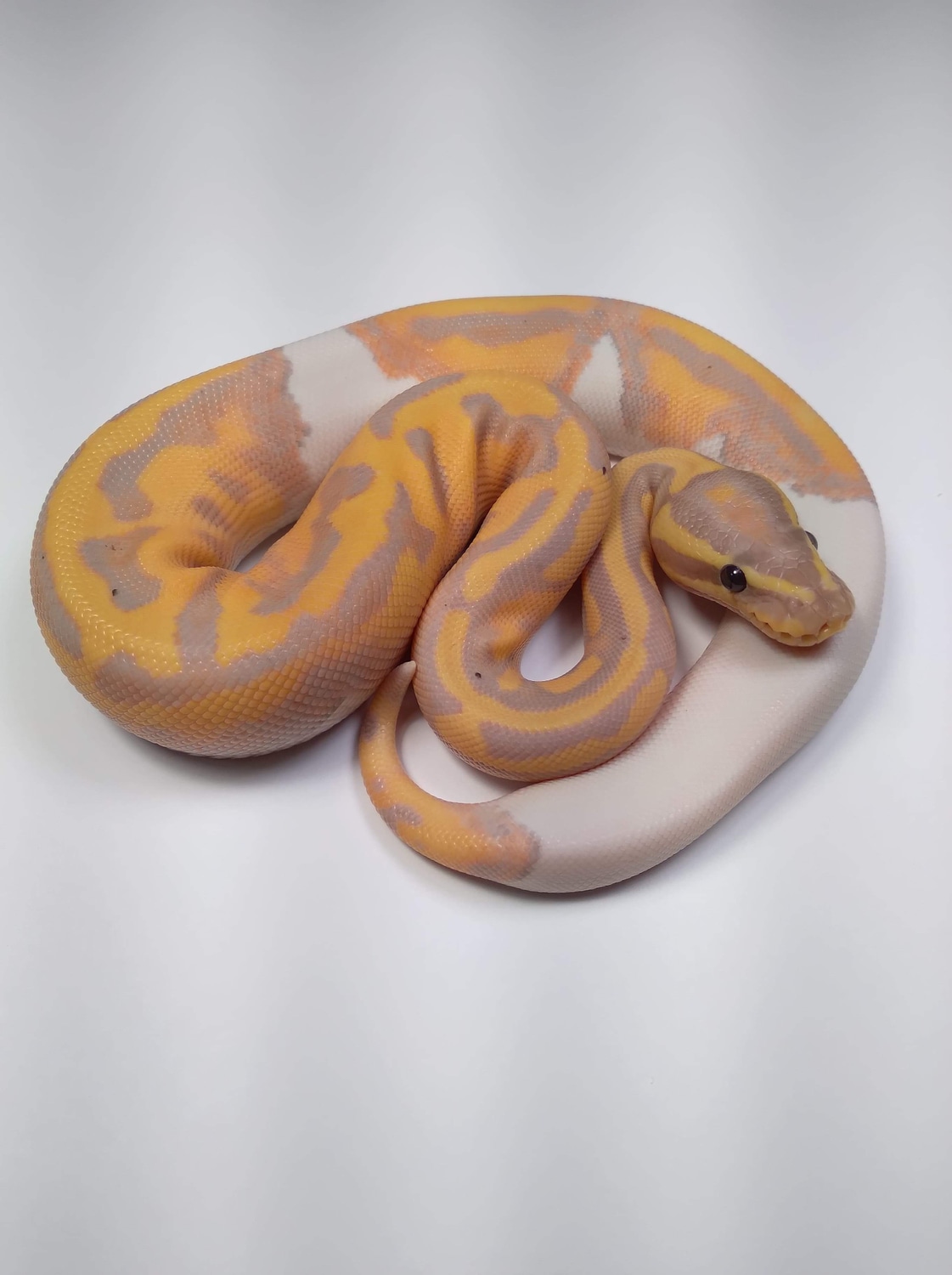 Banana Pied Ball Python by MB Exotics - MorphMarket