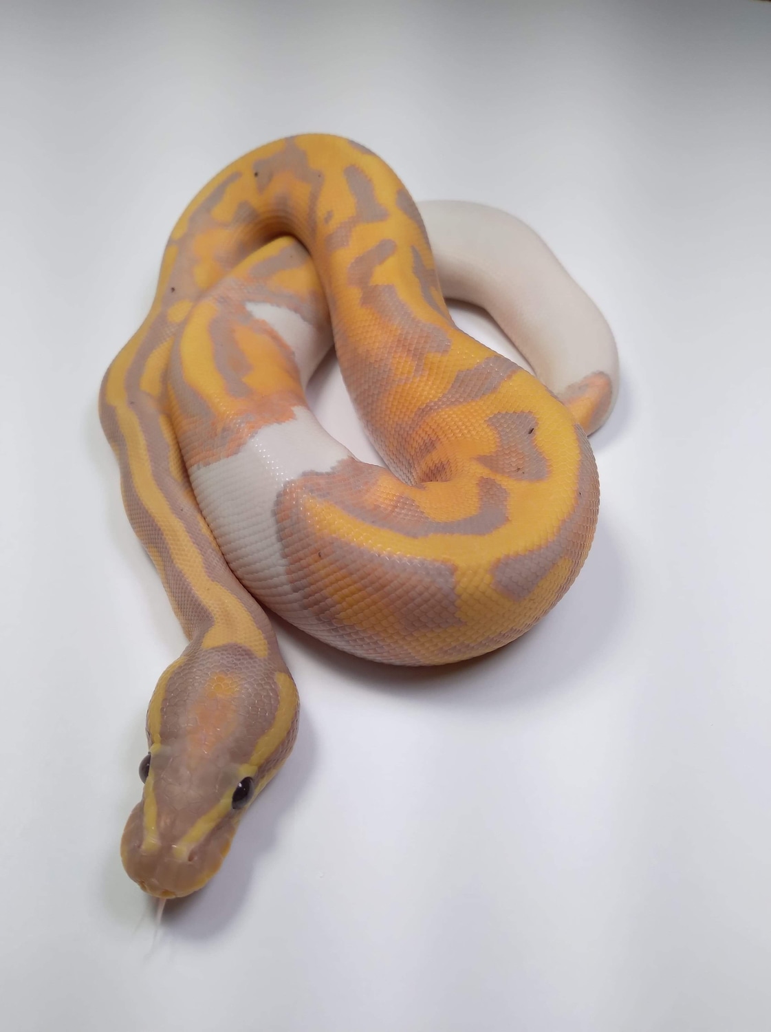 Banana Pied Ball Python by MB Exotics - MorphMarket