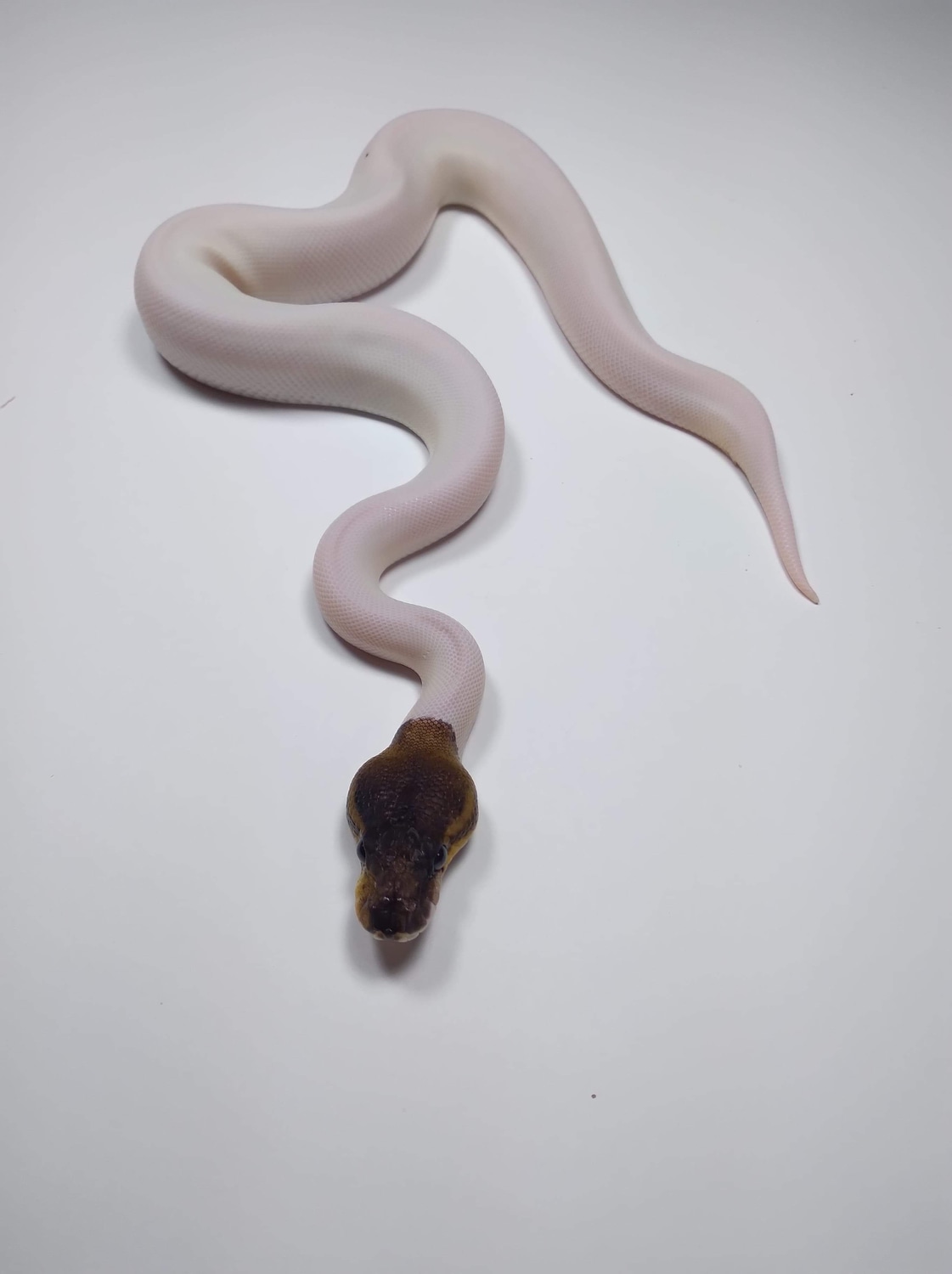 Cinny Pied Ball Python by MB Exotics - MorphMarket