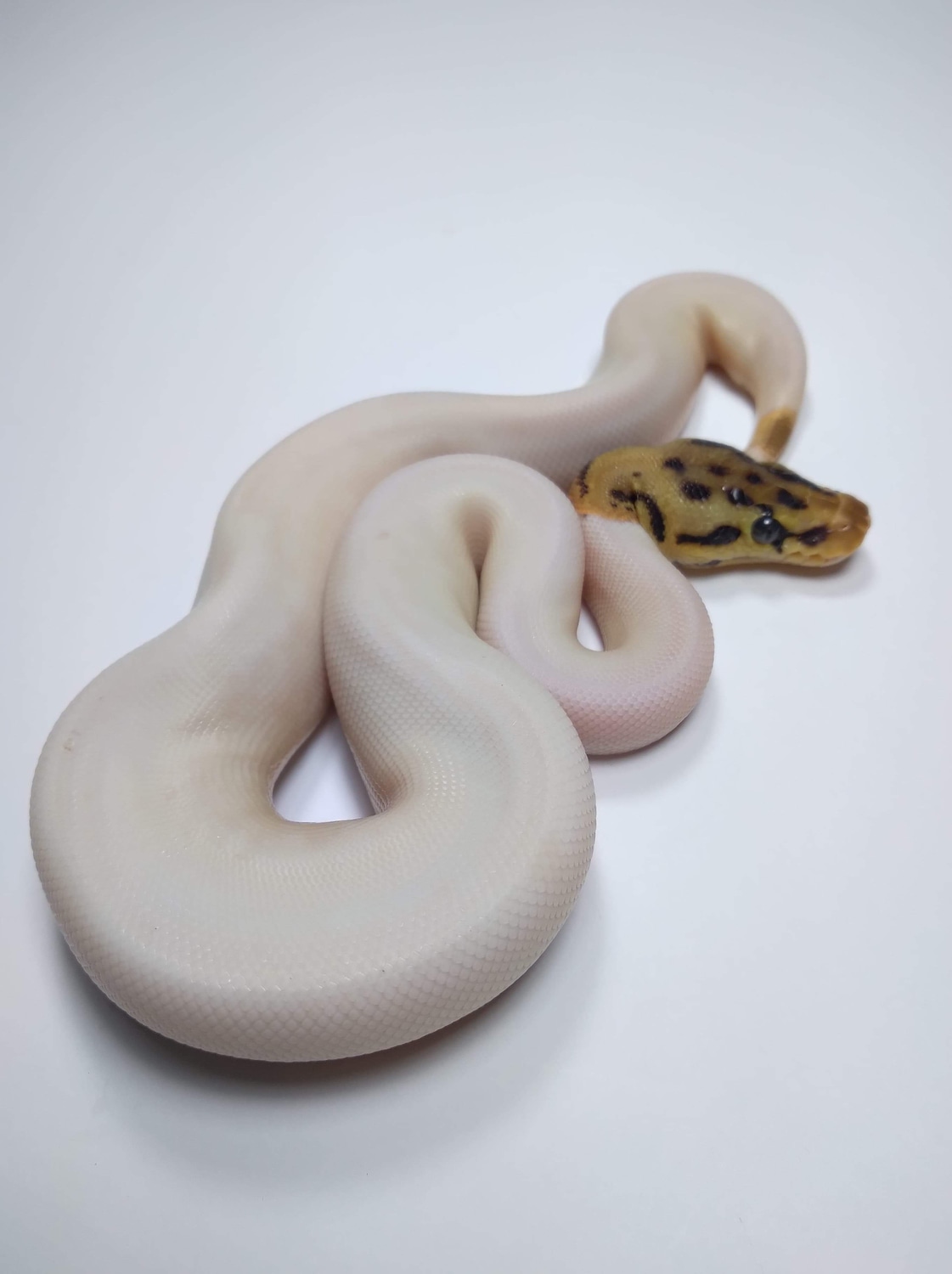 Leopard Spied Ball Python by MB Exotics - MorphMarket