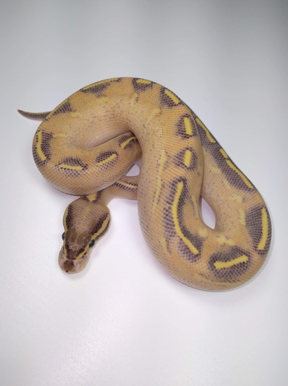 Highway Ball Python by MB Exotics