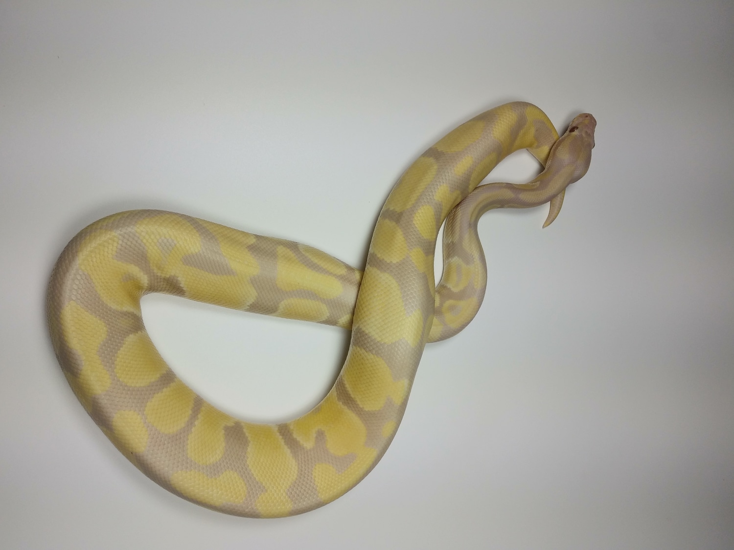 Candino Het Pied Ball Python by MB Exotics - MorphMarket