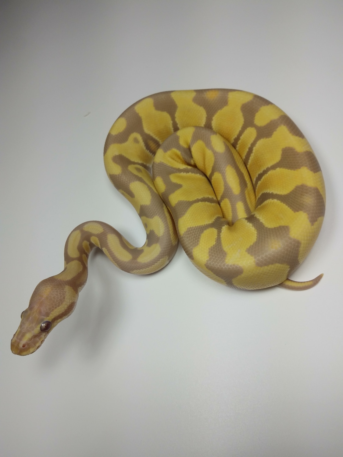 Toffee Het Pied Ball Python by MB Exotics - MorphMarket