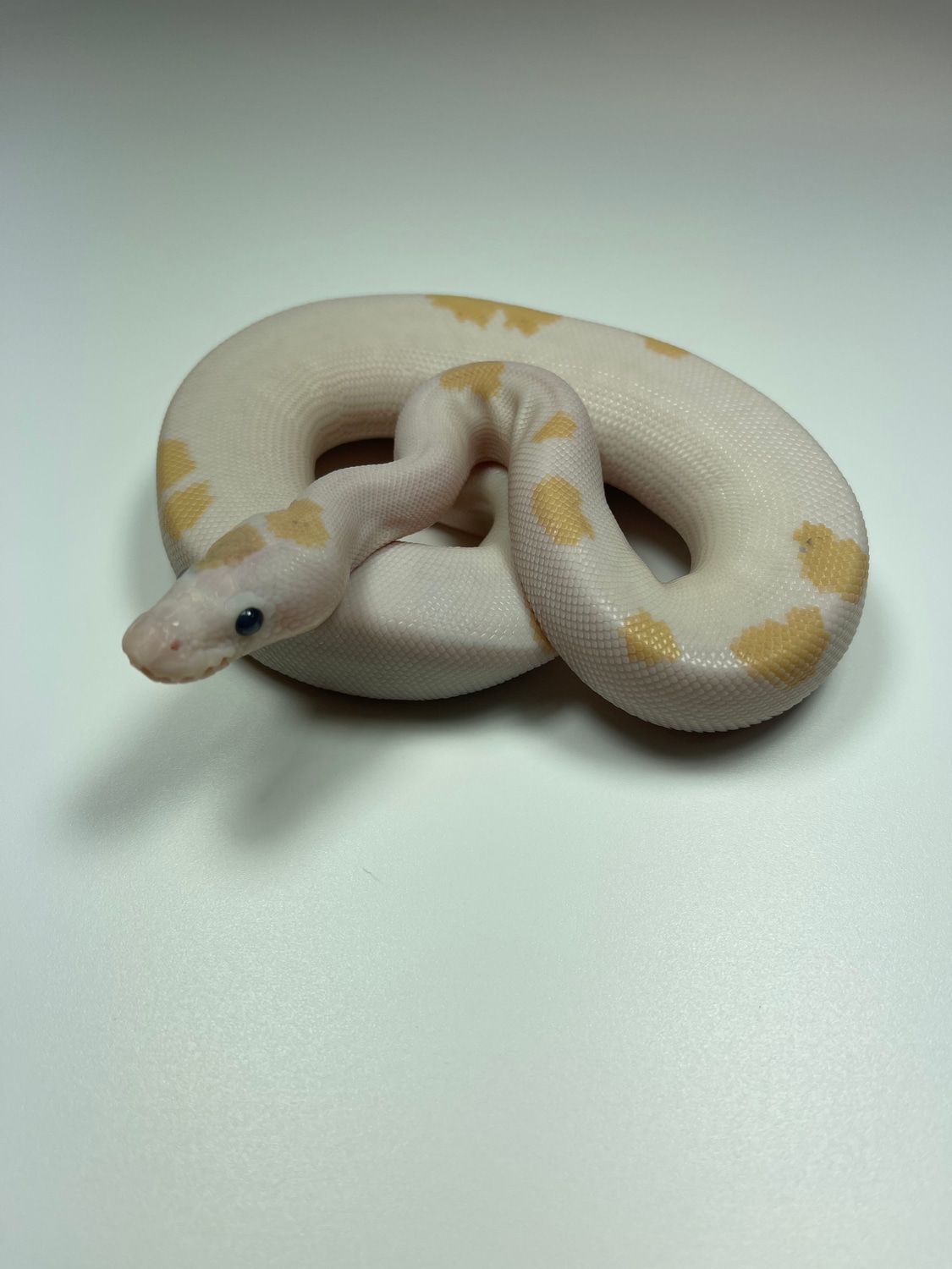 Super Fire Ball Python by MB Exotics - MorphMarket