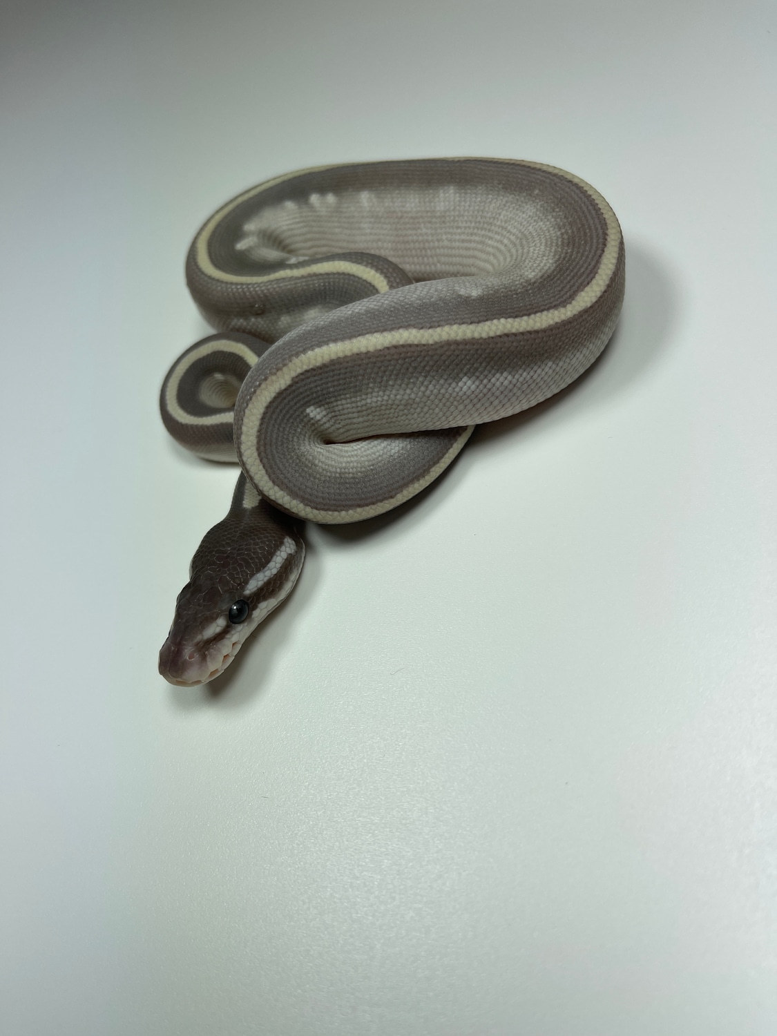 Mystic Potion Ball Python by MB Exotics - MorphMarket