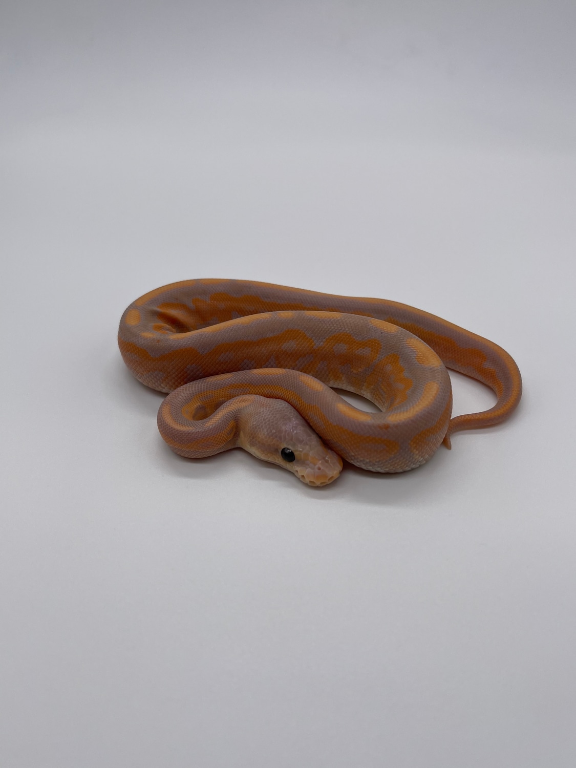 Banana Leopard Cinny Ball Python by MB Exotics - MorphMarket
