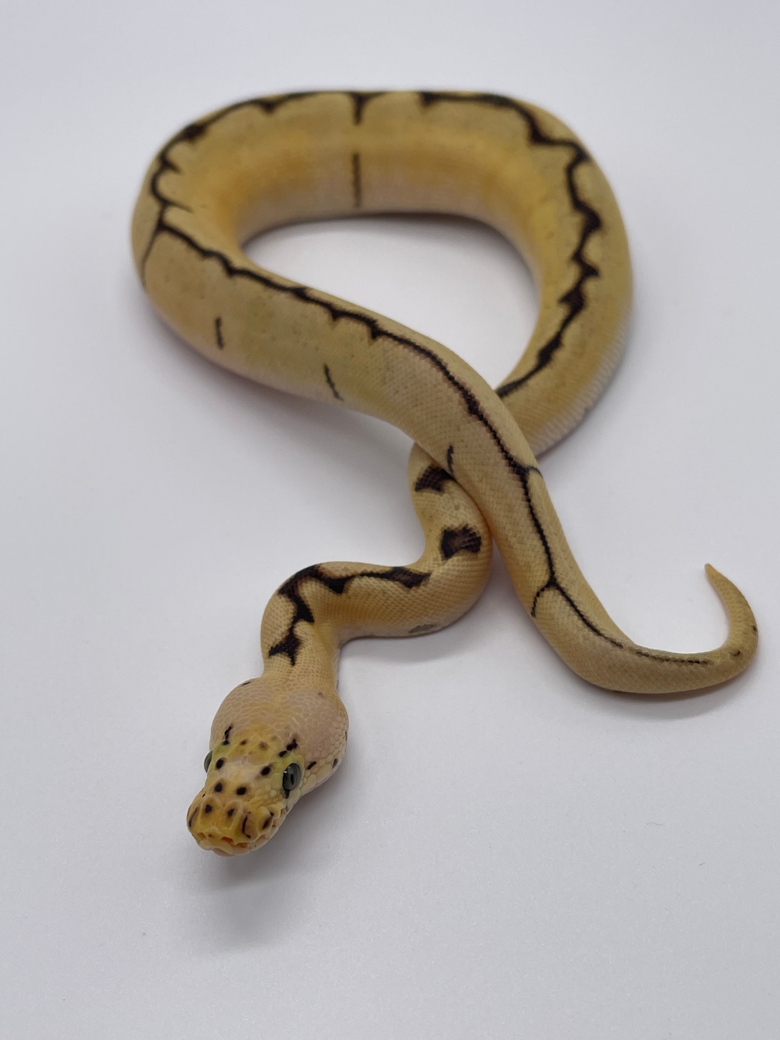 Bumblebee Clown Possible Blade Ball Python by MB Exotics - MorphMarket