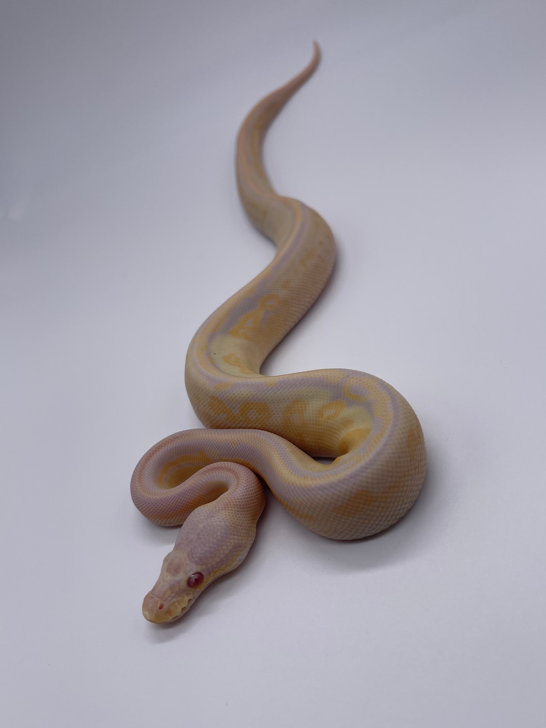 Albino Black Pewter Yellowbelly Ball Python by MB Exotics - MorphMarket