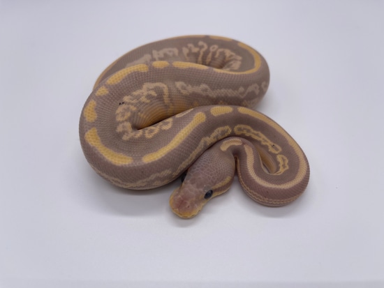 Black Magic Ball Python by MB Exotics