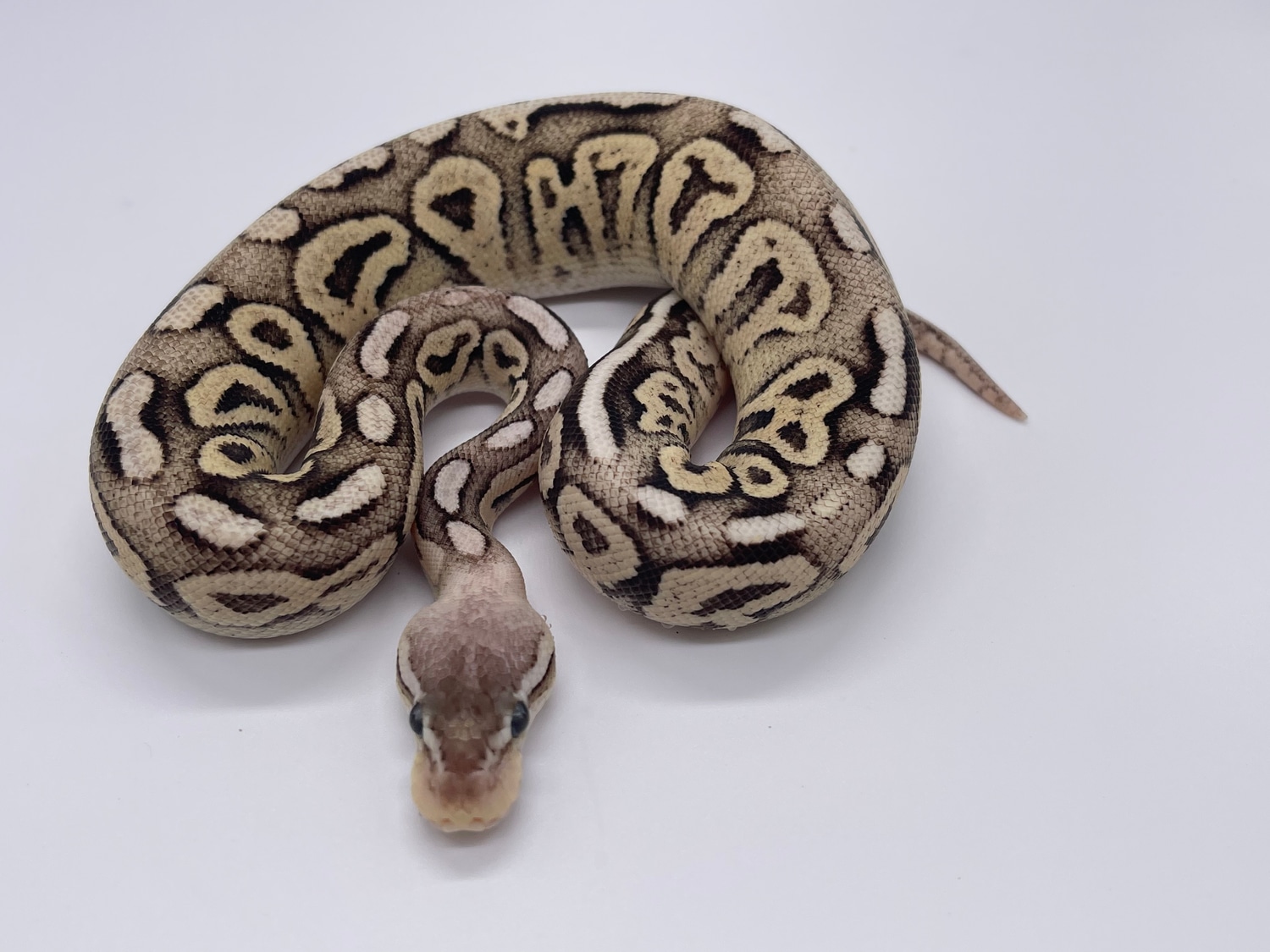 Firefly Cinny Ball Python by MB Exotics - MorphMarket