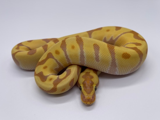 Banana Super Enchi Leopard Ball Python by MB Exotics