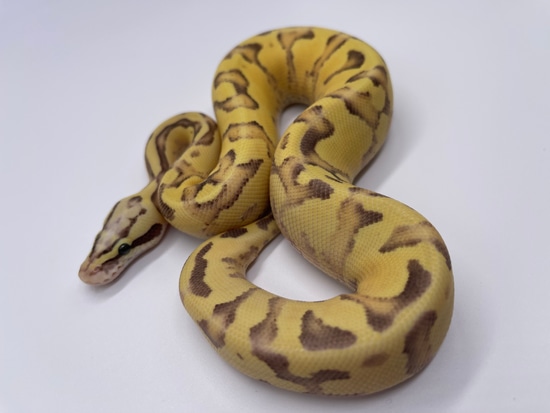 Vanilla Scream Enchi Ball Python by MB Exotics