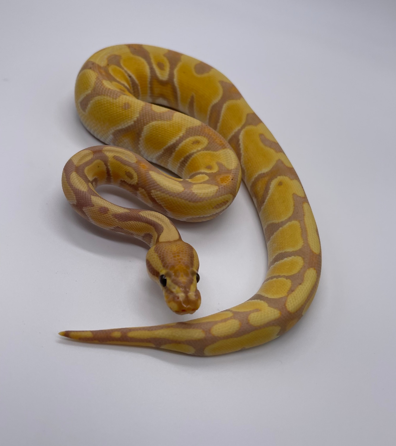 Pastel Banana Ball Python by MB Exotics - MorphMarket