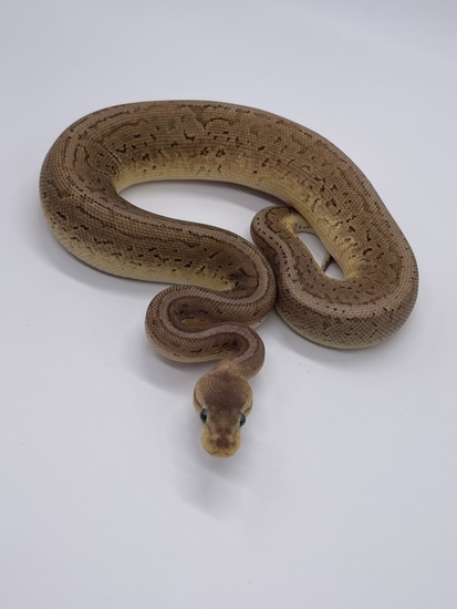 GHI Pastel Cinny Pinstripe Ball Python by MB Exotics