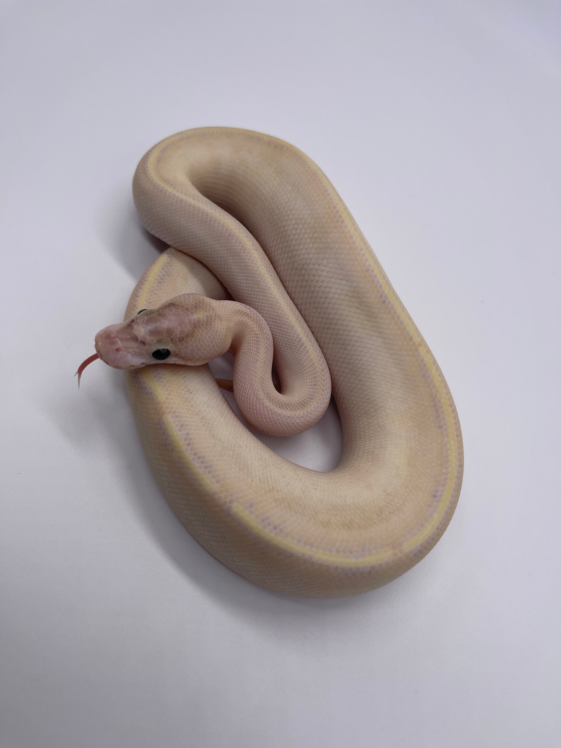 Ivory Ball Python by MB Exotics - MorphMarket