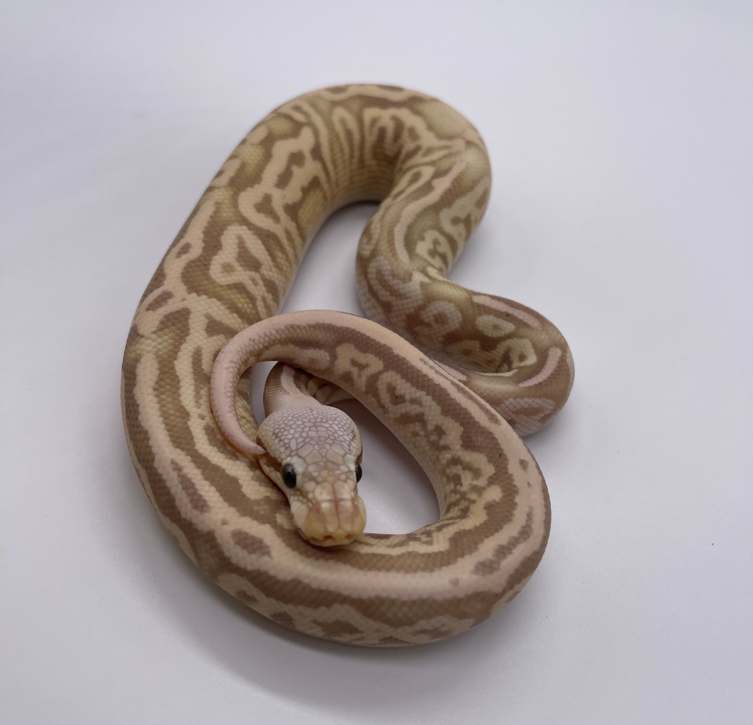 Banana Pewter Leopard Ball Python by MB Exotics - MorphMarket