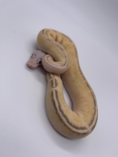 Pastel Puma Ball Python by MB Exotics