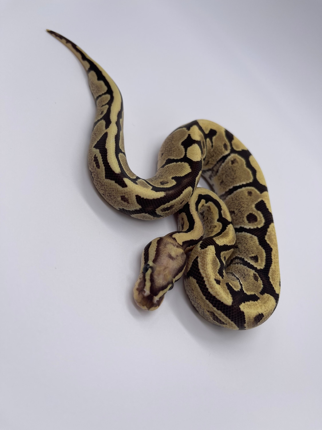 Super Vanilla Ball Python by MB Exotics - MorphMarket