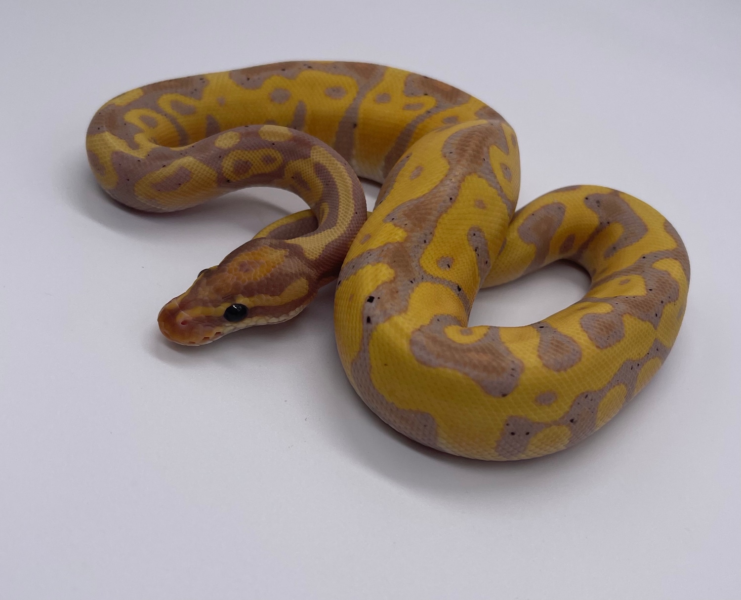 Banana Leopard Ball Python by MB Exotics - MorphMarket