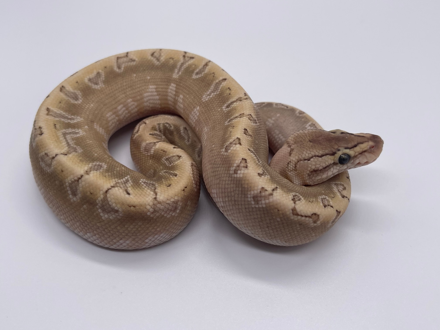 Bamboo Enchi Pinstripe Ball Python by MB Exotics - MorphMarket