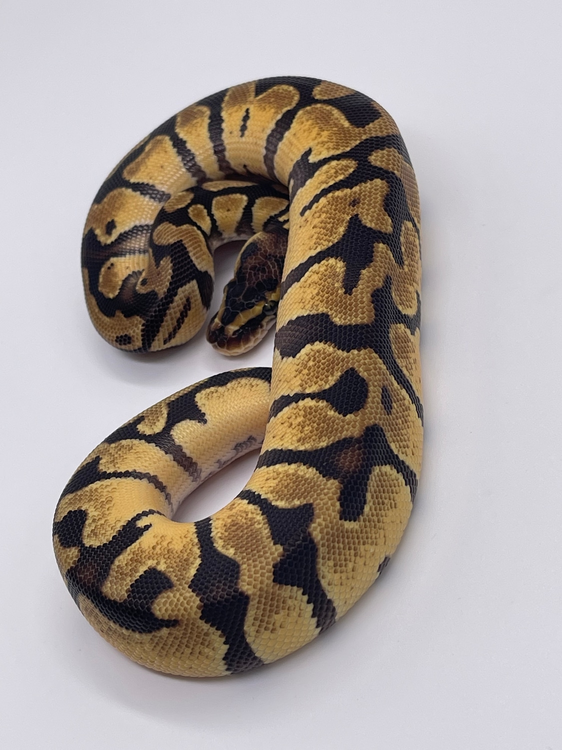 Pastel Enchi Double Het Candy Pied Ball Python by MB Exotics - MorphMarket