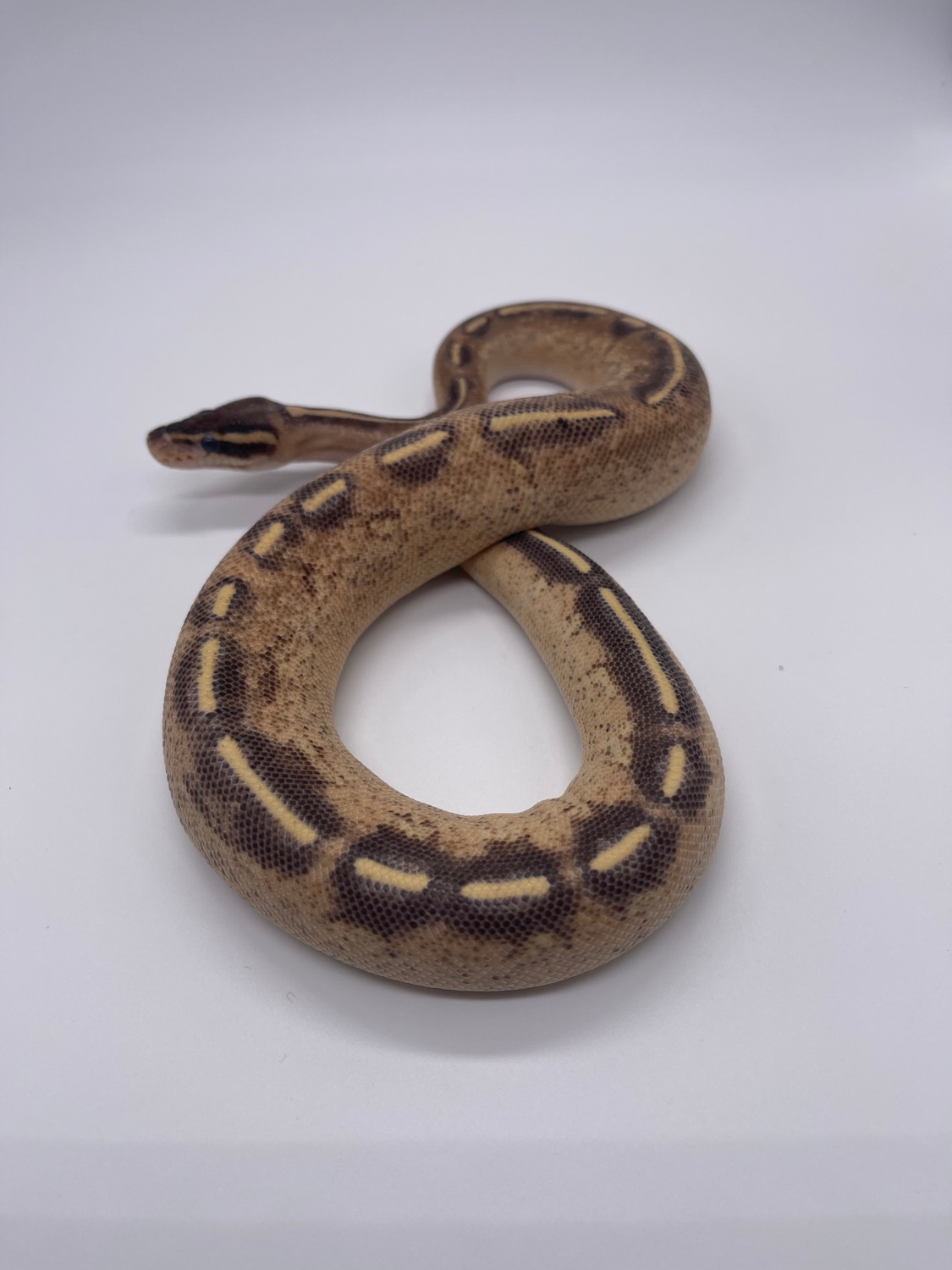 Highway Ball Python by MB Exotics - MorphMarket