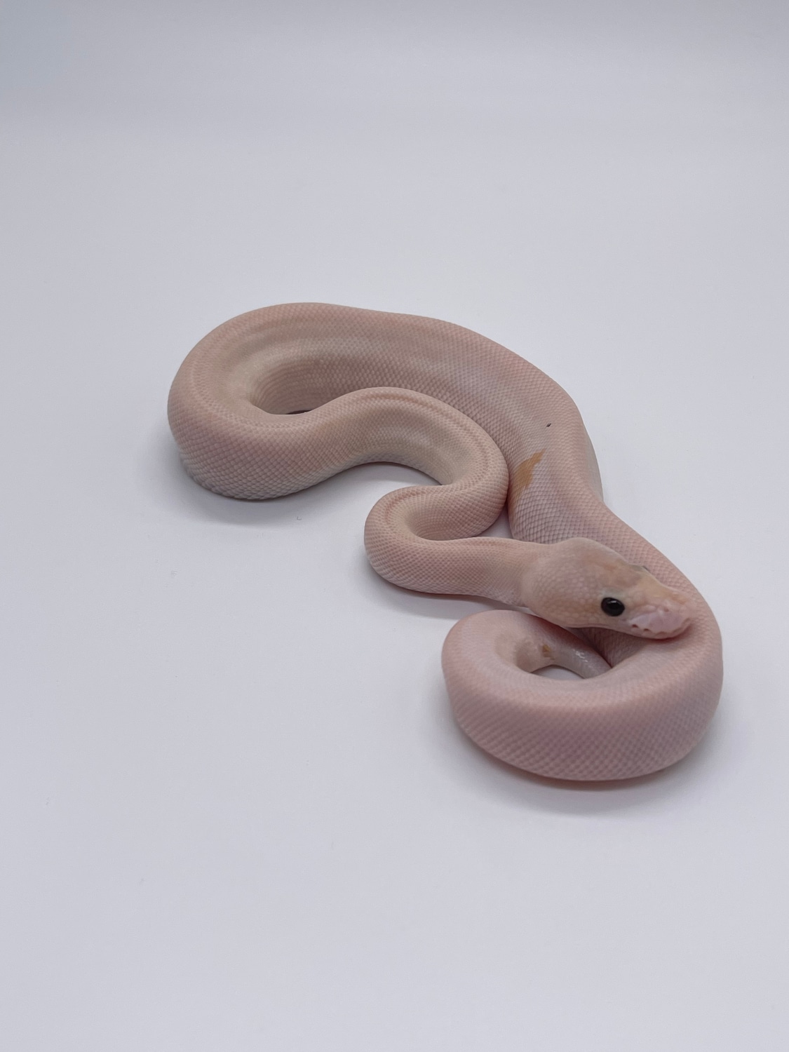 Banana Super Cinny Champagne (Banana Grey Matter) Ball Python by MB ...