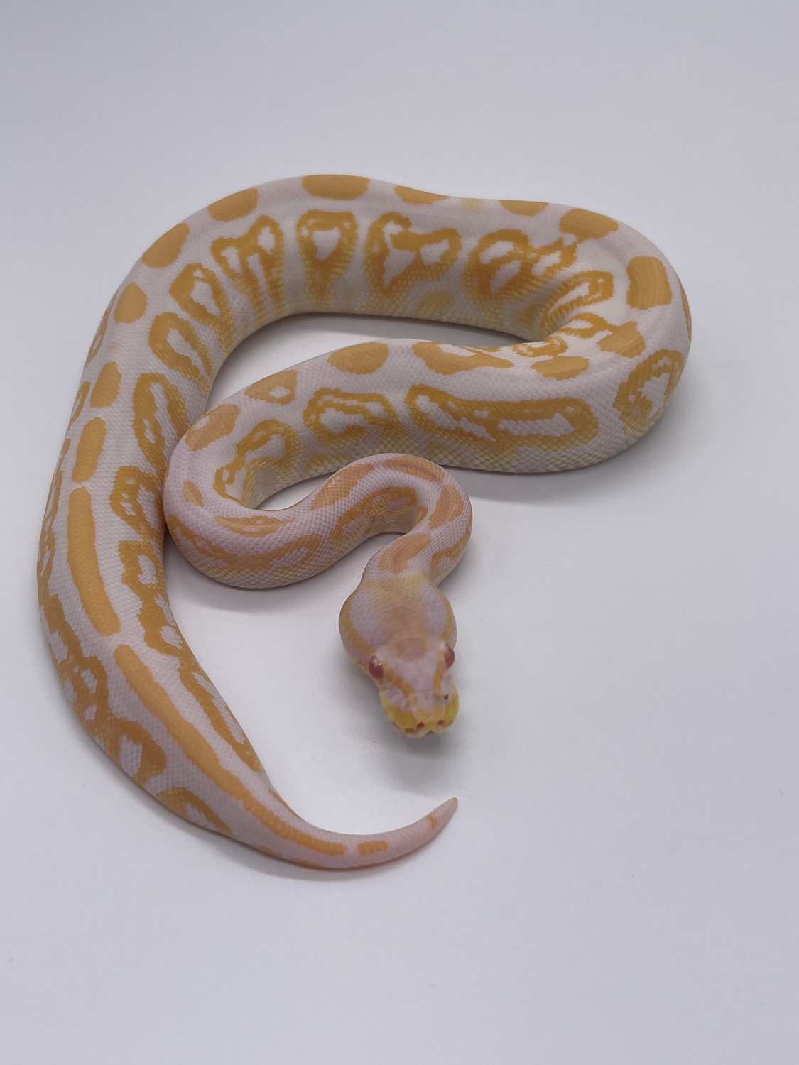 Black Pastel Albino Ball Python by MB Exotics - MorphMarket
