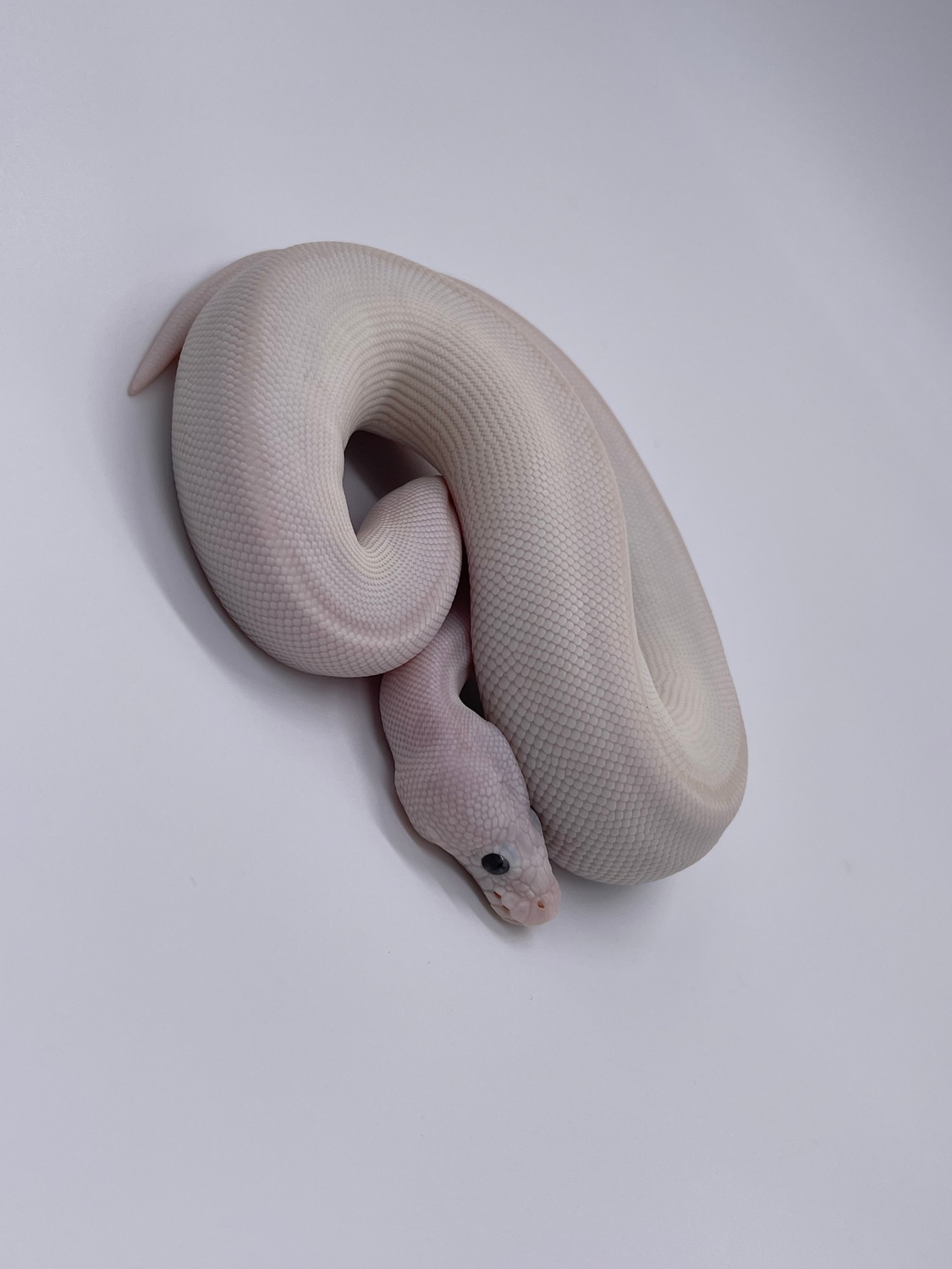 Super Russo Ball Python by MB Exotics - MorphMarket