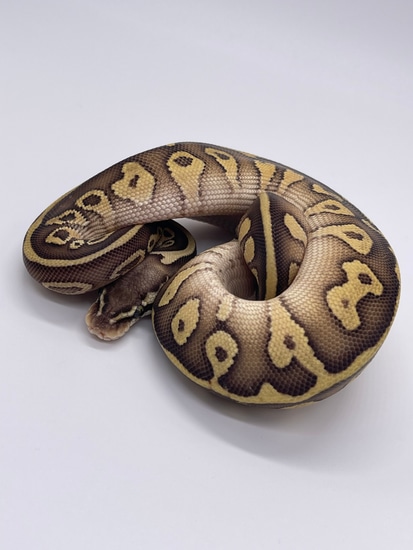 Pastel Lesser Leopard Ball Python by MB Exotics