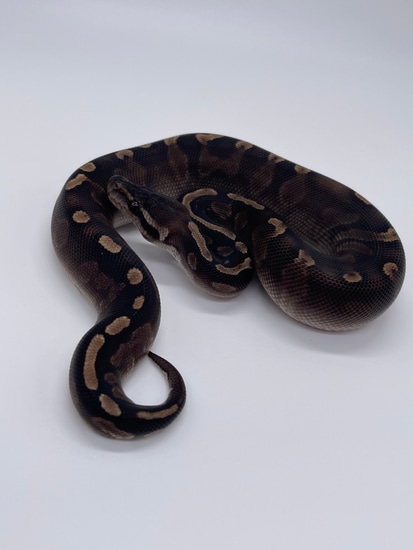 GHI Cinny Possible OB Ball Python by MB Exotics