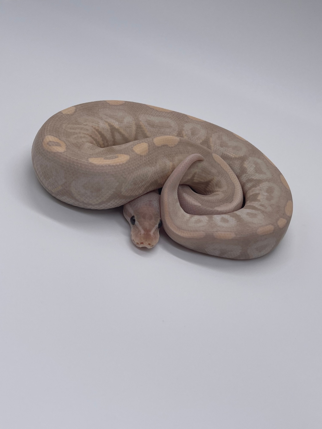 Super Banana Cinny Ball Python by MB Exotics - MorphMarket