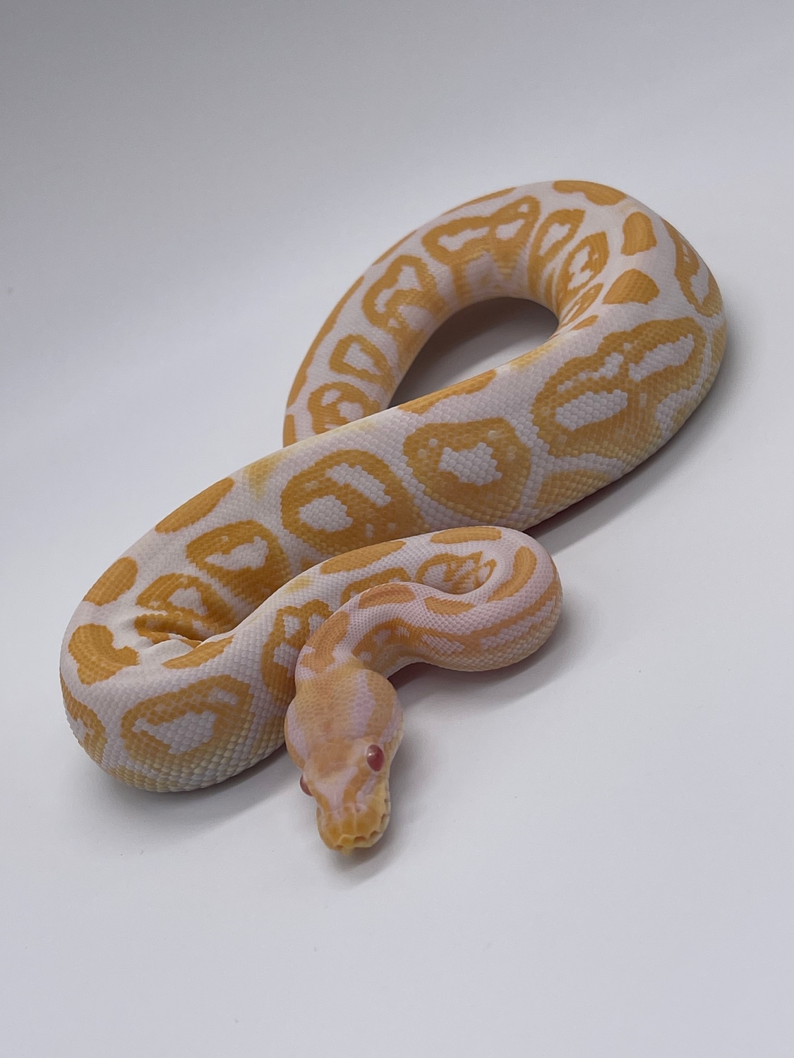 Albino Black Pastel Ball Python by MB Exotics - MorphMarket