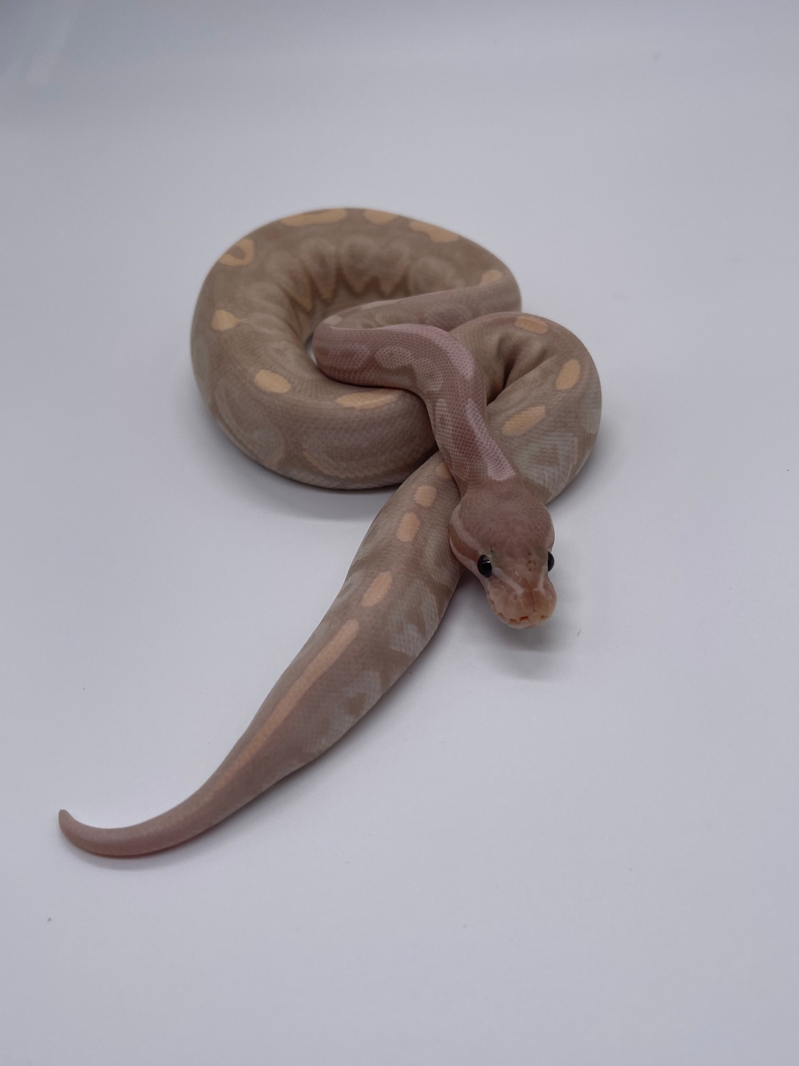 Super Banana Cinny (FREE SHIPPING) Ball Python by MB Exotics - MorphMarket