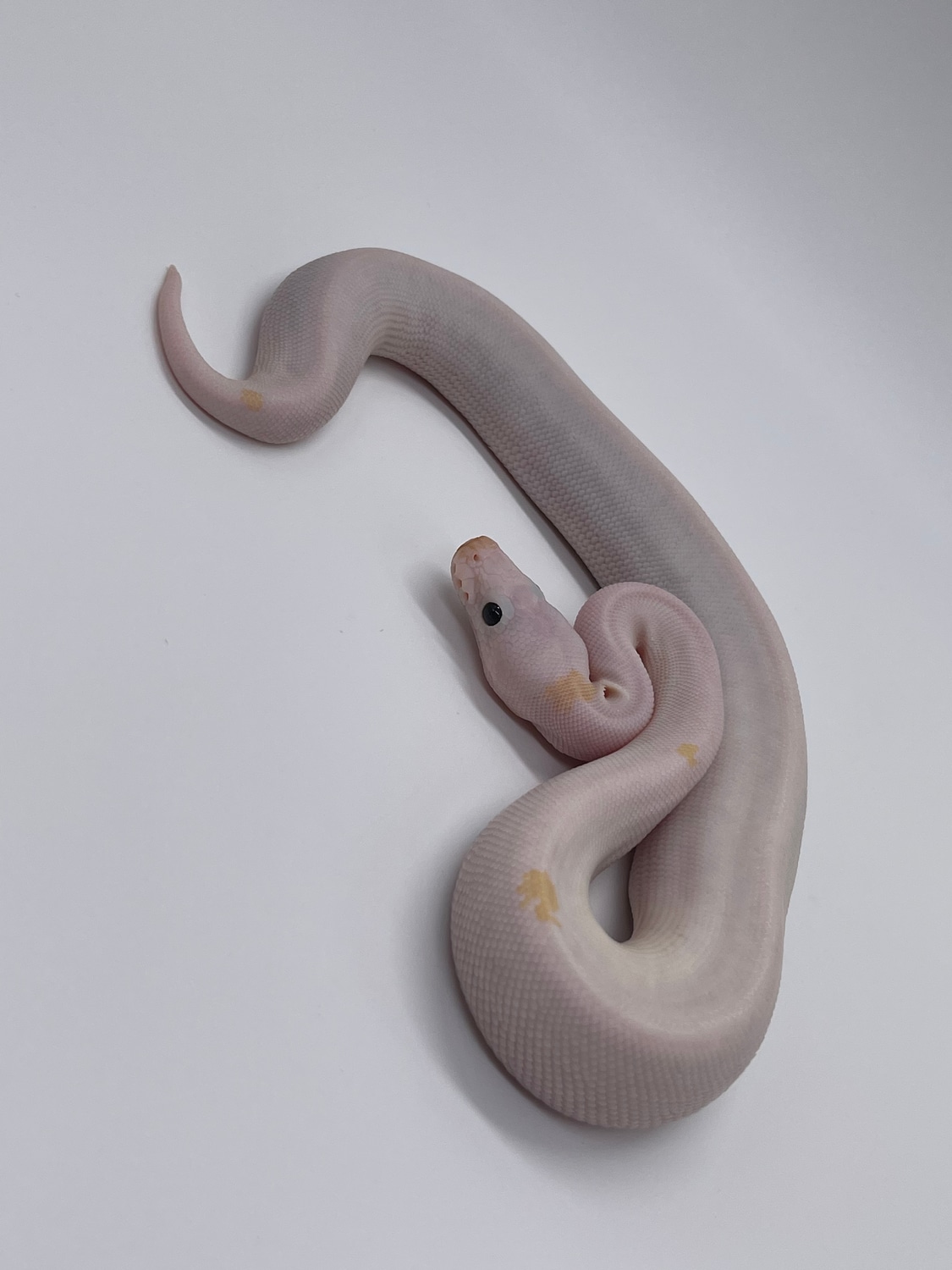 Super Fire Ball Python by MB Exotics - MorphMarket