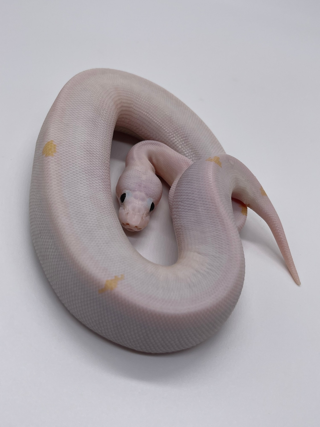 Super Fire Ball Python by MB Exotics - MorphMarket