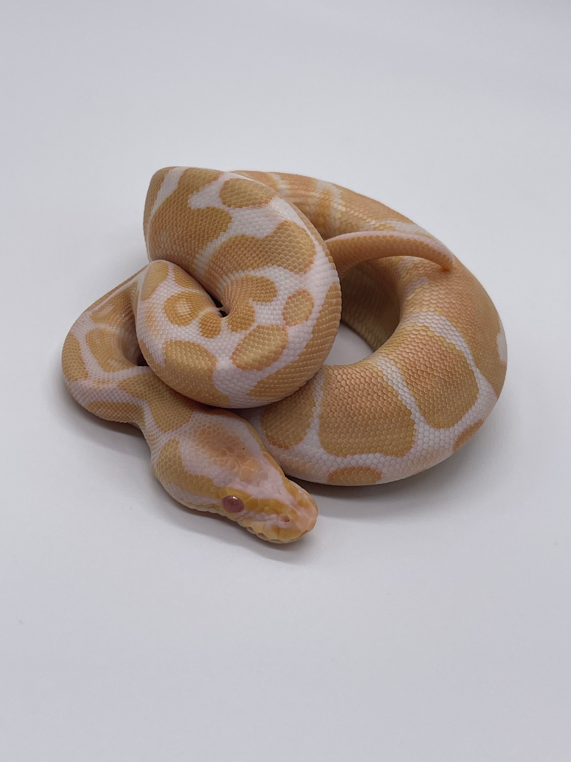 Calico Albino Ball Python by MB Exotics - MorphMarket