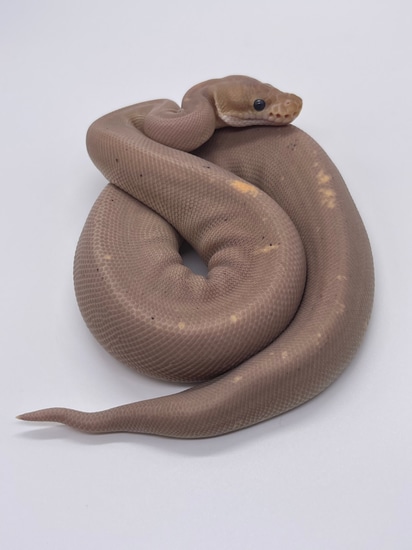 Super Cinny Banana (FREE SHIPPING) Ball Python by MB Exotics