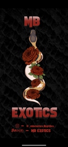 Pastel Super Blade Clown (FREE SHIPPING) Ball Python by MB Exotics - MorphMarket