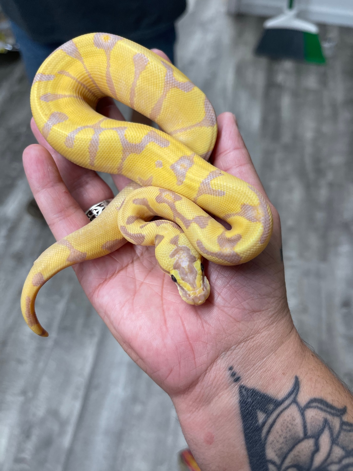 Super Enchi Banana Pastel (FREE SHIPPING) Ball Python by MB Exotics ...